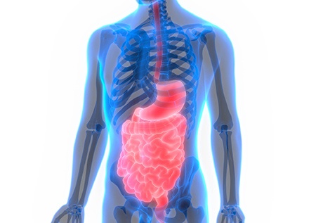 Gut Health Explained